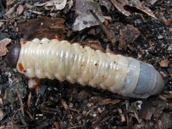 Grub & Insect Control - Greener Grass